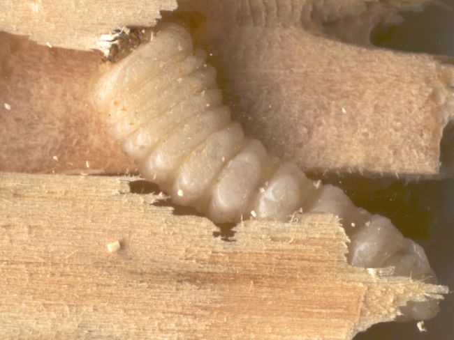 Le Capricorne des maisons – Hylotrupes Bajulus L.