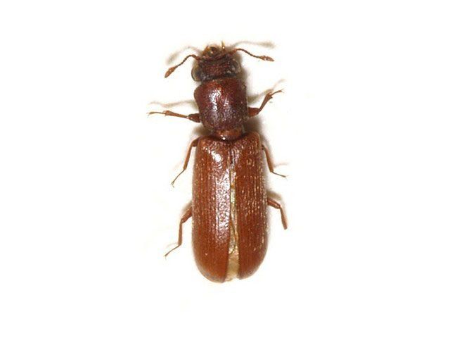 Le Lyctus brunneus